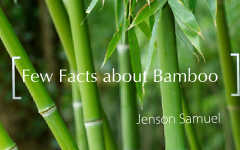 Few interesting facts about Bamboo by jenson samuel