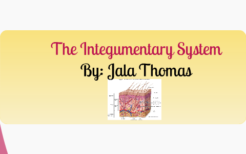 Integumentary System Brochure by Jala Thomas on Prezi