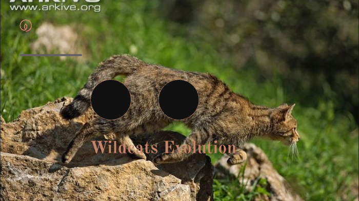 The Evolution of the Wildcat by Winston Moore on Prezi