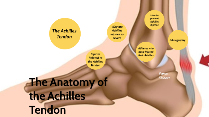 The Anatomy of the Achilles Tendon by Varun Kishore on Prezi