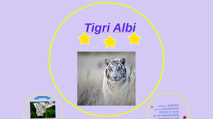 Tigri Albi by Cristina Varvariuc on Prezi