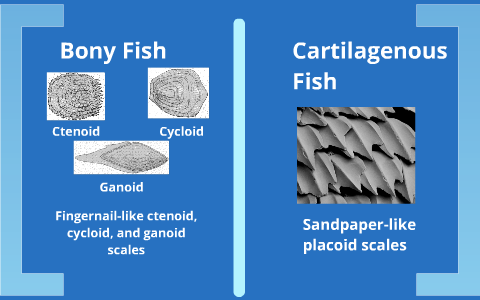 Bony Fish vs. Cartilaginous Fish by Corinne Miller on Prezi
