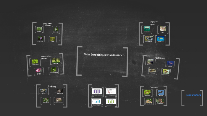 Florida Everglade Producers and Consumers by Sayde Brunner on Prezi