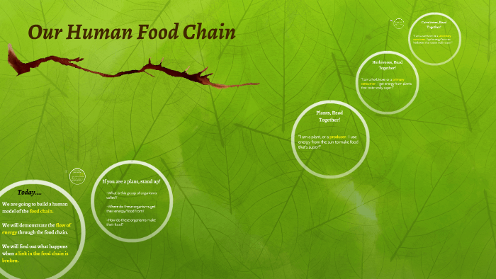 Our Human Food Chain by Taylor Baldwin