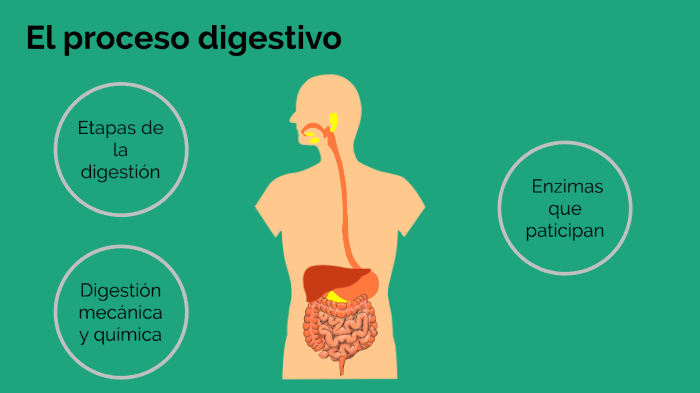 Proceso digestivo by Adrian Carranzs on Prezi