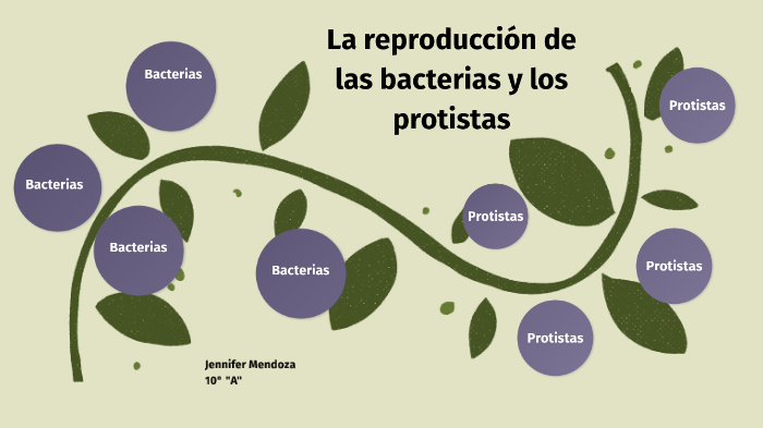 Reproducción Protista by Jennifer Michu on Prezi