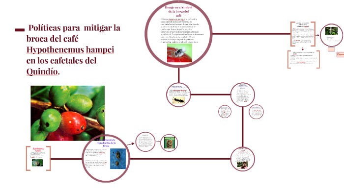 La broca del café Hypothenemus hampei by brayan felipe cortes rodriguez ...