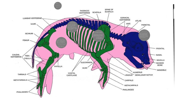Pig System by Hailey Wendt on Prezi