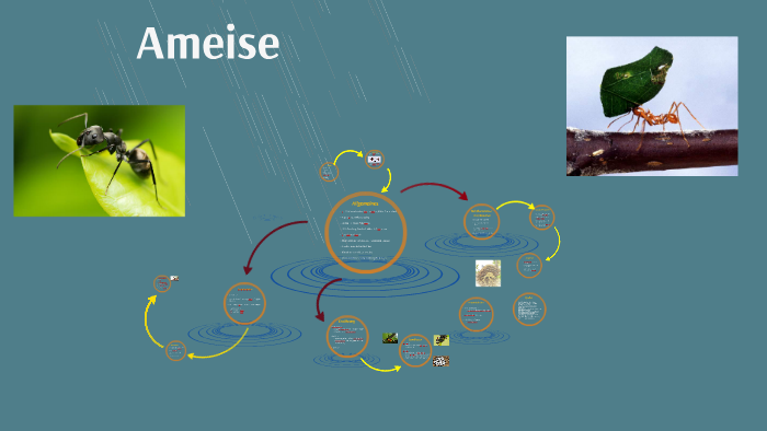Ameise by Florian Halili on Prezi