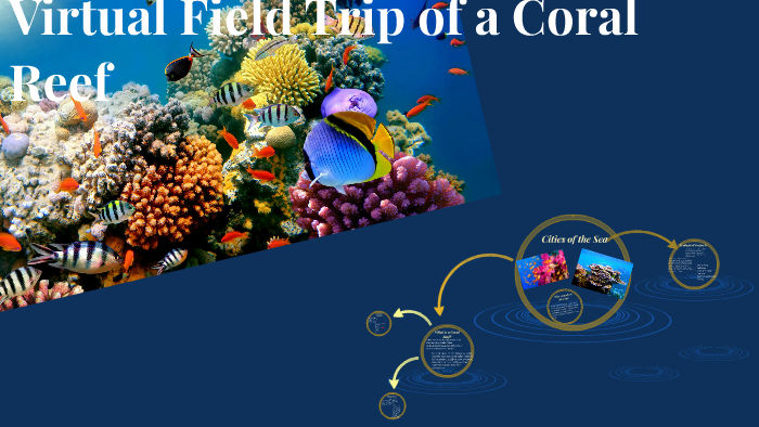 Virtual Field Trip through A Coral Reef by Margaret Kramer on Prezi