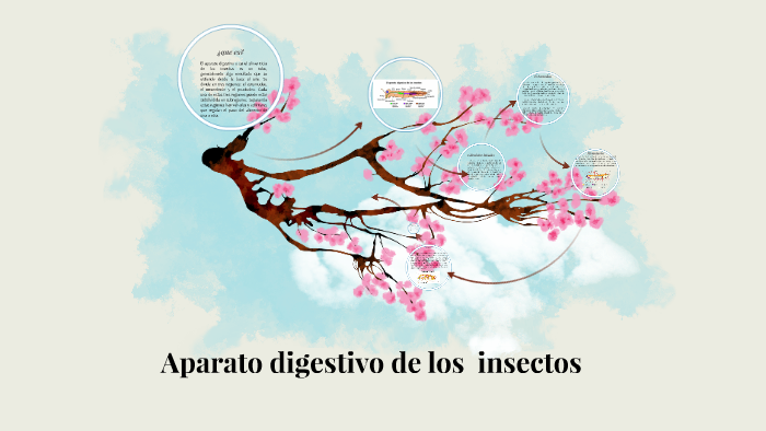 Aparato digestivo de los insectos by axel estarada gallegos on Prezi
