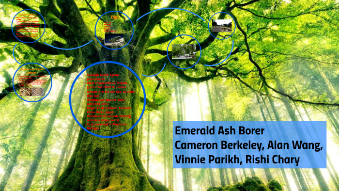 Emerald Ashborer by Vinnie Parikh on Prezi