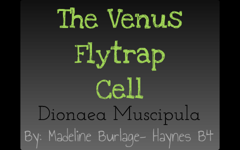 The Venus Flytrap Cell by Madeline Burlage-Haynes on Prezi