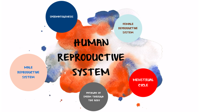 Human Reproductive System by on Prezi