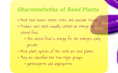 Seed Plants by Alexis Guillory on Prezi