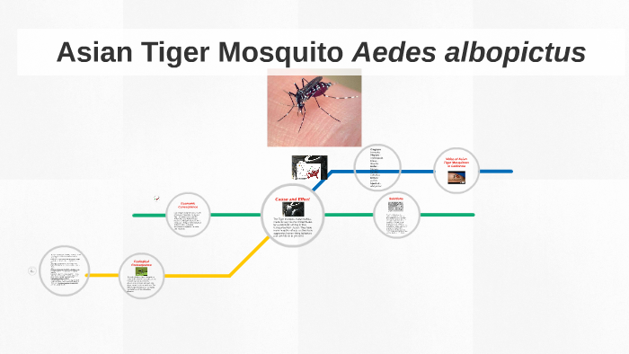 Asian Tiger Mosquito by Rachel Myers on Prezi