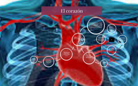 El corazón by david bolivar on Prezi