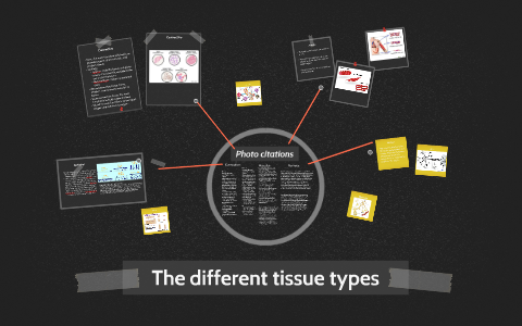 The Difference Between Anatomy And Physiology By Katelyn Welborn On Prezi