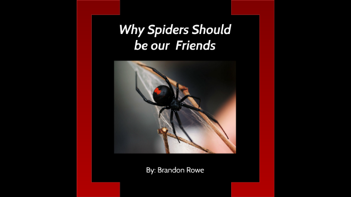 Why Spiders Should Be Our Friends By Brandon Rowe On Prezi