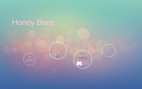 Honey Bees by saba akbar