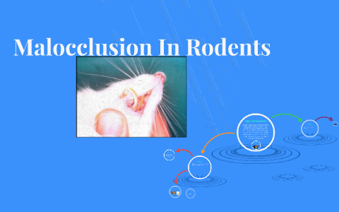 Malocclusion In Rodents by Kari Buyea on Prezi