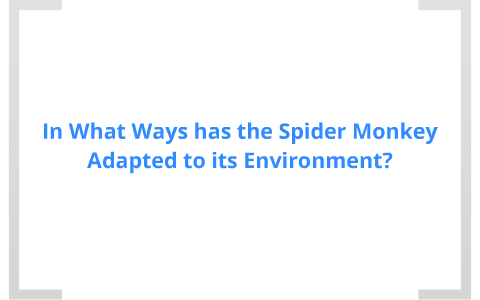 Spider Monkey Adaptations by Claudia Rattray on Prezi