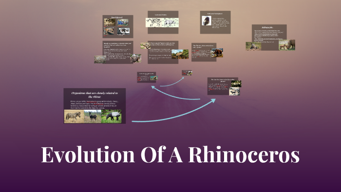 Evolution Of A Rhinoceros by Suzanne Stols on Prezi