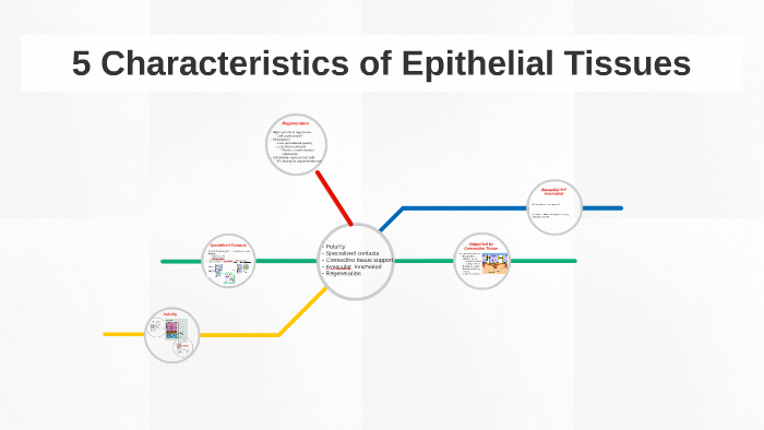 5 Characteristics of Epithelial Tissues by Anne Grippo on Prezi