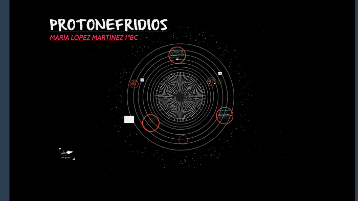 PROTONEFRIDIOS by sofia rubio on Prezi