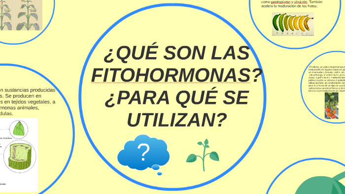 ¿QUÉ SON LAS FITOHORMONAS? by Laura Garcia Fdez on Prezi