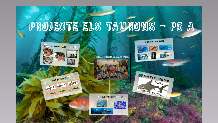 PROJECTE ELS TAURONS by Marina Piñol on Prezi