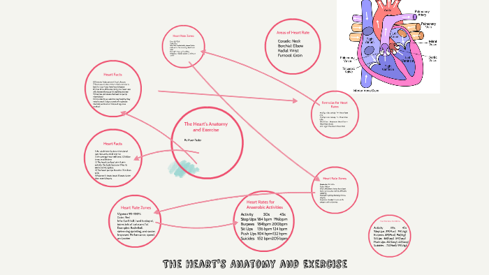 Heart Anatomy and Zones by Ryan Taylor on Prezi