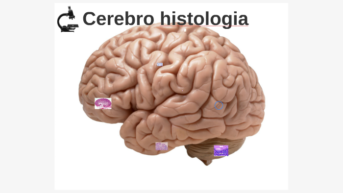 Cerebro histologia by luis arturo ferrer guzman on Prezi