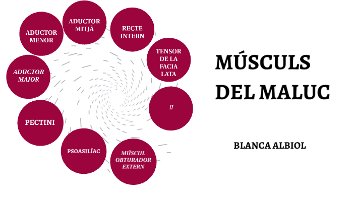 MÚSCULS DEL MALUC by blanca albiol melich on Prezi