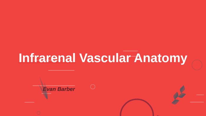 Infrarenal Vascular Anatomy by Brianne Philipenko on Prezi