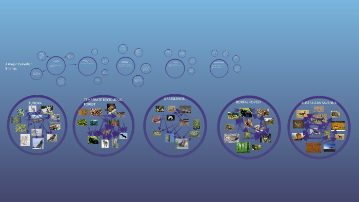 4 major Canadian biomes by kaya phillip on Prezi