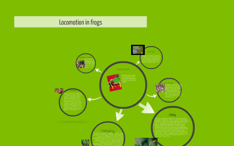 Locomotion in frogs by Emily Jaggers on Prezi