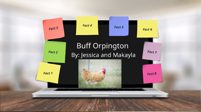 Buff Orpington- Makayla&Jessica by Jessica Agundis on Prezi