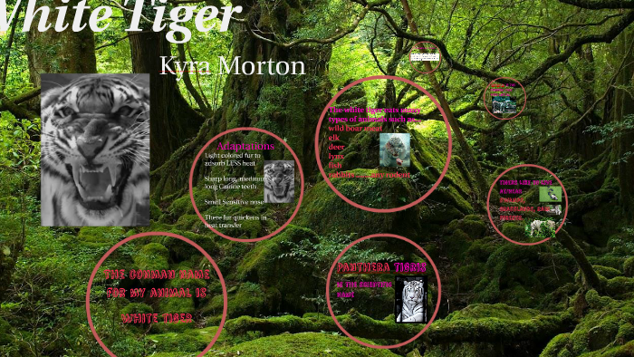 White Tiger science PROJECT by kyra morton on Prezi