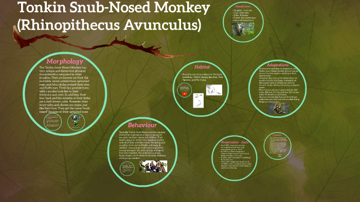Tonkin Snub-Nosed Monkey by Salma Abdelrahman