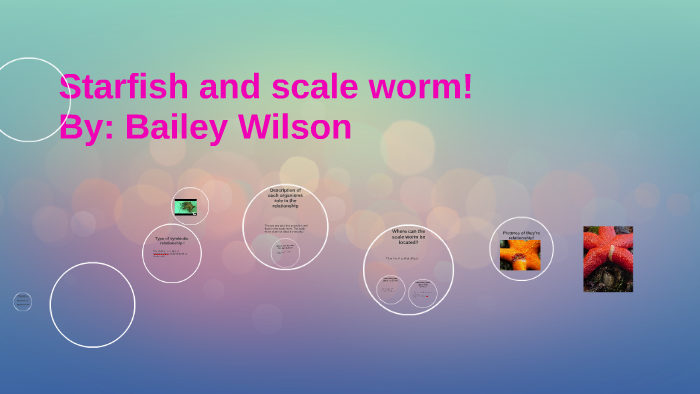 Starfish and scale worm! by bailey wilson on Prezi