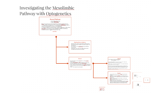 Investigating the Mesolimbic Pathway with Optogenetics by Leah Campbell ...