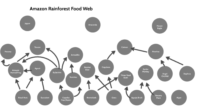 Amazon rainforest Food Web by Ana Costa on Prezi
