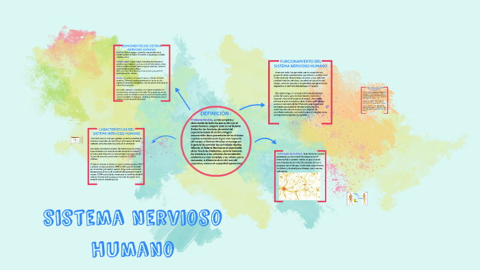 sistema nervioso humano by Isaura Guerrero on Prezi