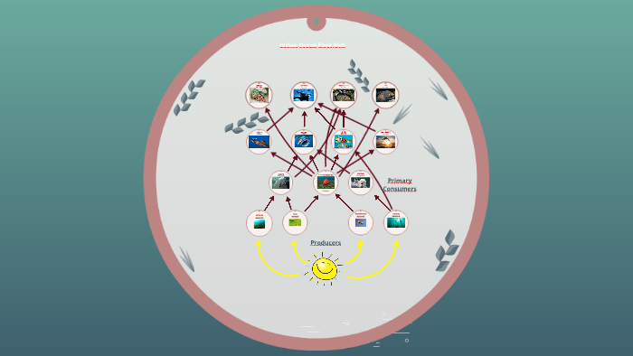 Indian Ocean Food Web by Shine Brite on Prezi