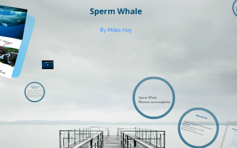 Sperm whale presentation by Miles Hoy on Prezi