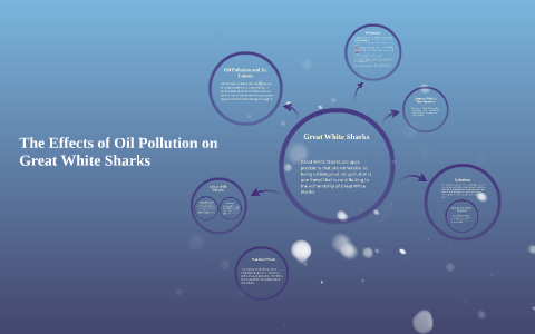 The Effects of Oil Pollution on Great White Sharks by Francis Maglaqui ...
