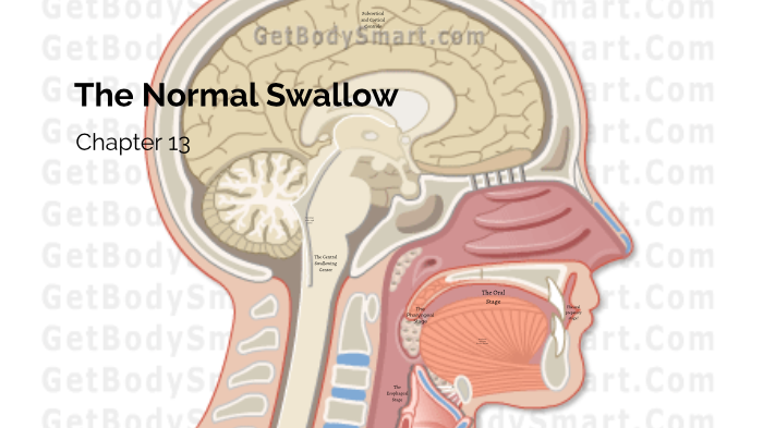 The normal swallow by Chandler Fritz on Prezi