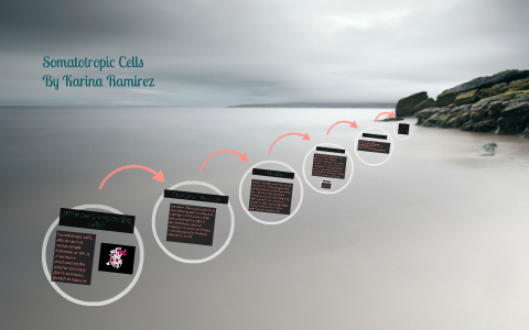 Somatotropic Cells by Karina Ramirez on Prezi