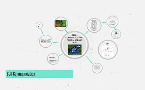 CELL COMMUNICATION: POISON ARROW FROG by Ashley Hale on Prezi